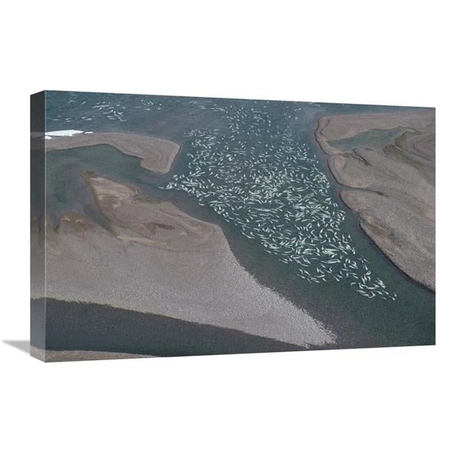 Global Gallery Beluga Whale - NWT - Canada Art Print - Flip Nicklin ...