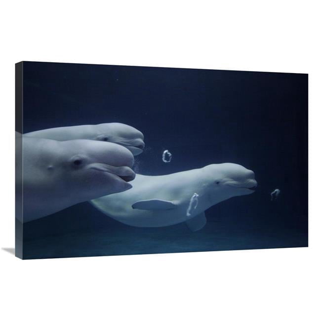 Global Gallery Beluga Whale Trio Blowing Toroidal Bubble Rings ...