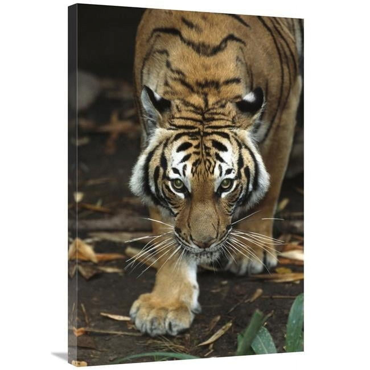 Global Gallery Bengal Tiger Approaching - Native to India Art Print - San Diego Zoo - Walmart.com