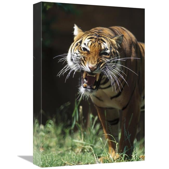 Global Gallery Bengal Tiger Snarling - Native to India Art Print - San ...