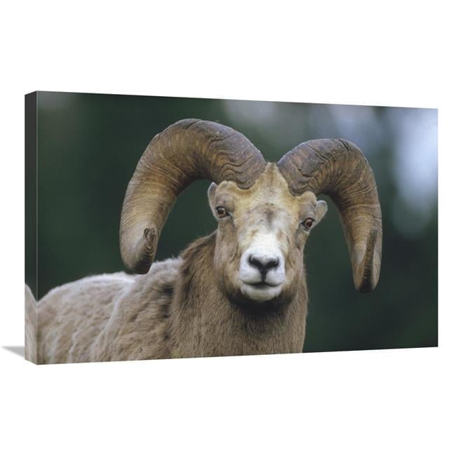 Global Gallery Bighorn Sheep Male Portrait - Banff National Park ...