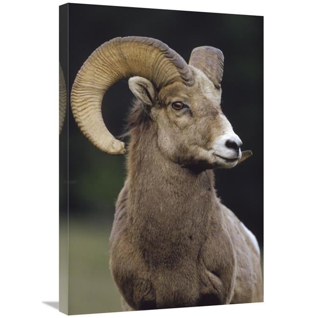 Global Gallery Bighorn Sheep Male Portrait - Banff National Park ...