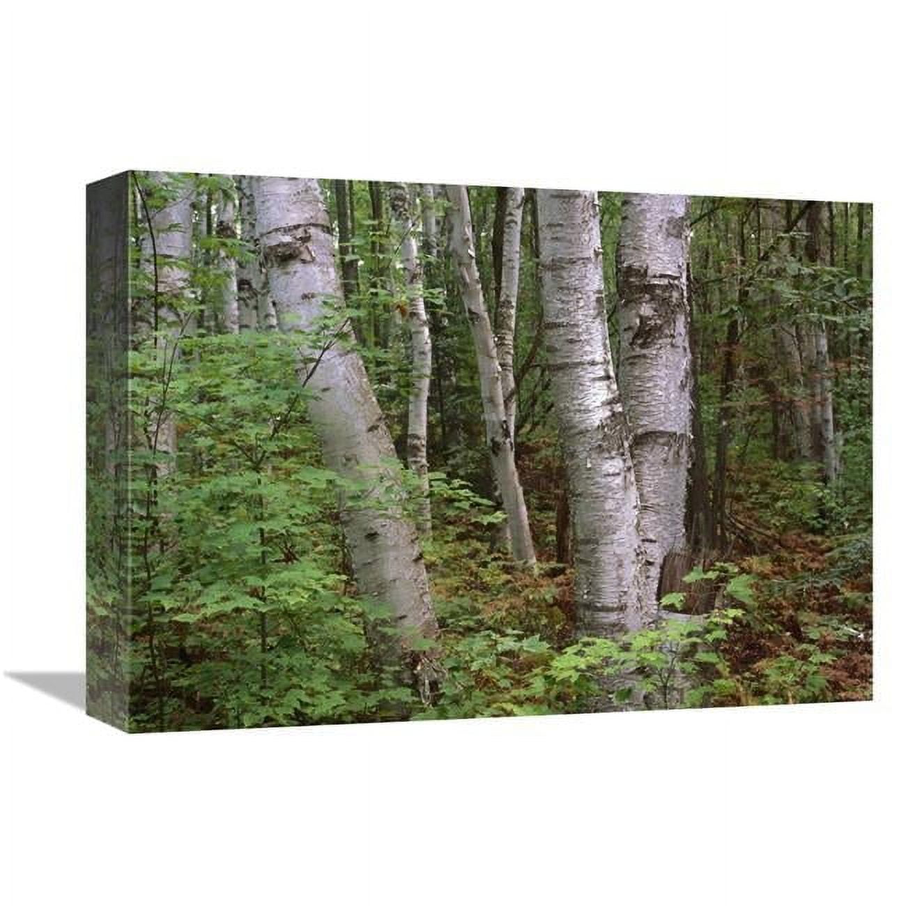 Global Gallery Birch Forest - Pictured Rocks National Lakeshore ...
