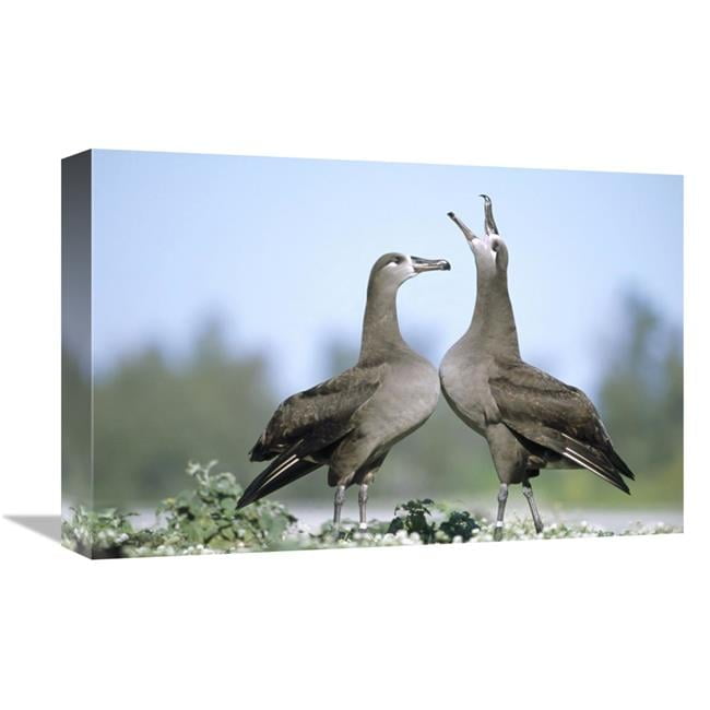 Global Gallery Black-Footed Albatross Courtship Dance - Midway Atoll ...