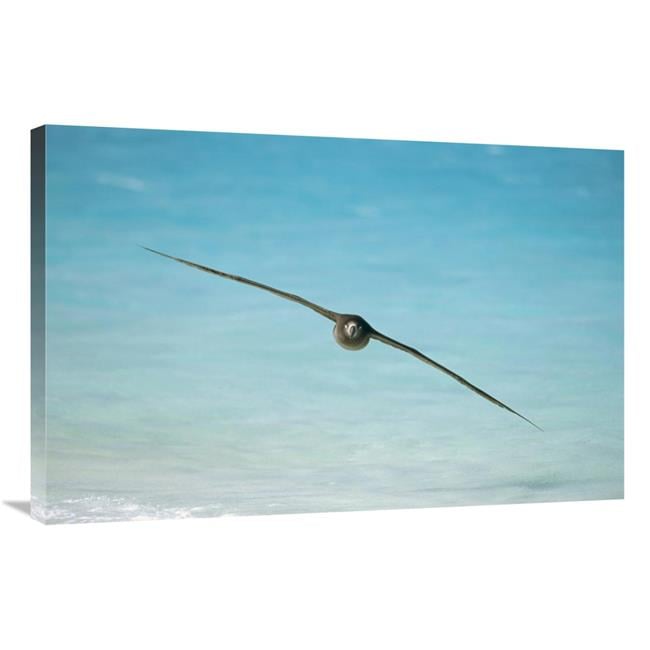 Global Gallery Black-Footed Albatross Flying - Midway Atoll - Hawaii ...