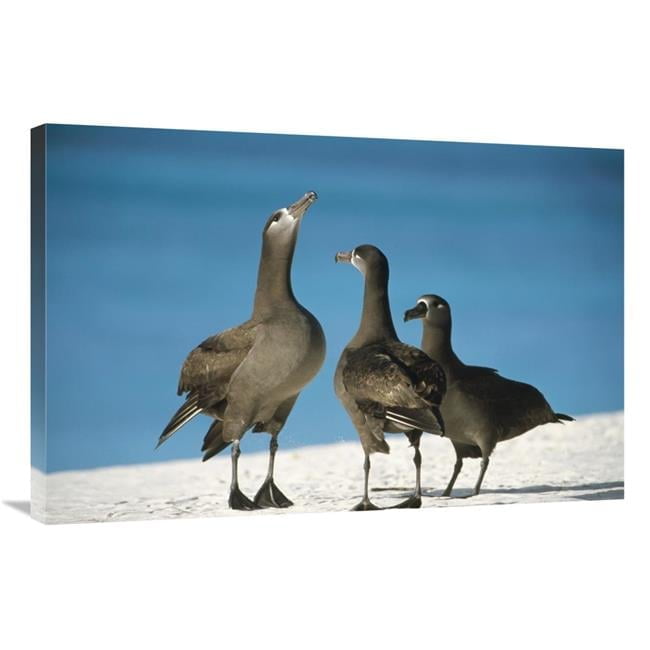 Global Gallery Black-Footed Albatross Gamming Group - Midway Atoll ...