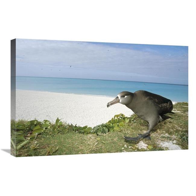 Global Gallery Black-Footed Albatross Walking with Typical Hunched Gait ...