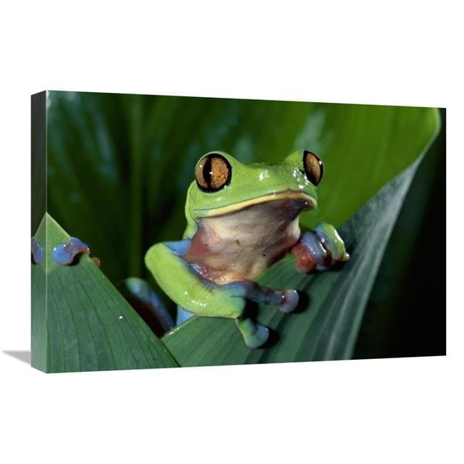 Global Gallery Blue-Sided Leaf Frog Hanging on Leaf - Close-Up - Cloud ...