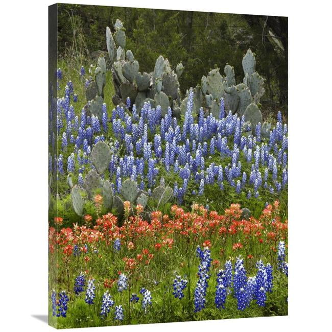 Global Gallery Bluebonnet & Pricky Pear Cactus - Texas Art Print - Tim ...