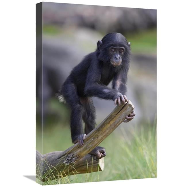 Global Gallery Bonobo Baby on Log - Native to Africa Art Print - San ...