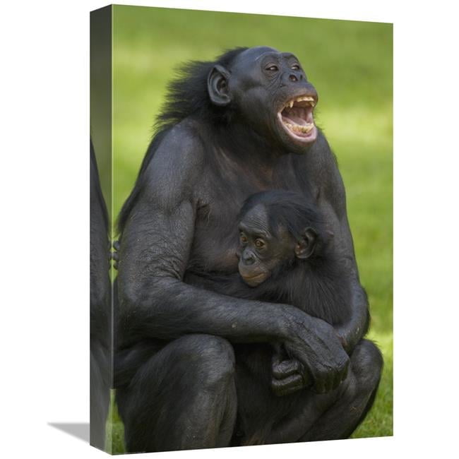Global Gallery Bonobo Mother & Baby - Native to Africa Art Print - San ...