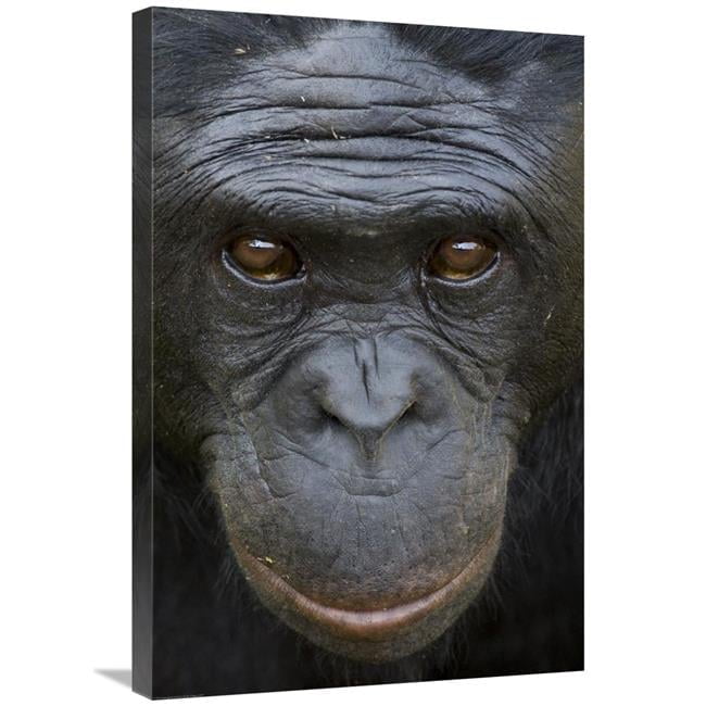 Global Gallery Bonobo Portrait - Native to Africa Art Print - San Diego ...