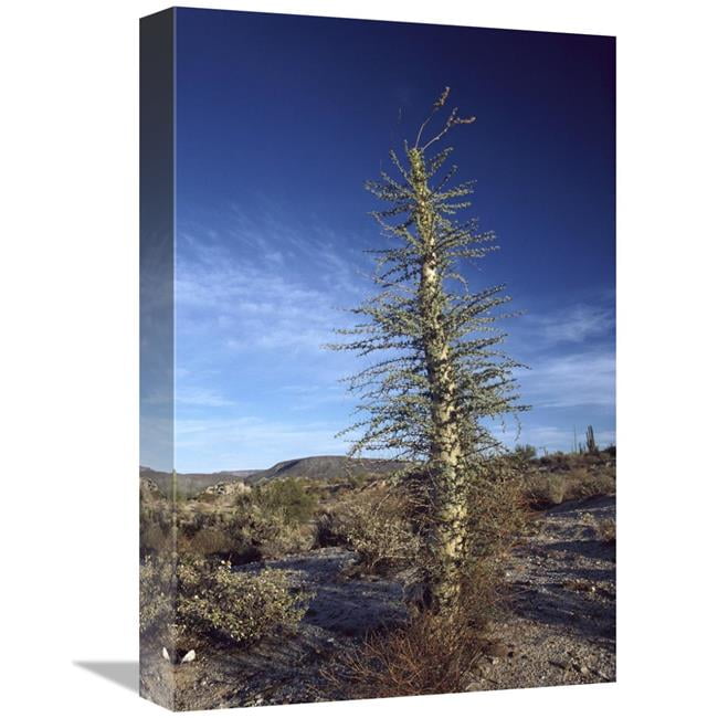 Global Gallery Boojum Tree with Leaves - Baja California - Mexico Art ...