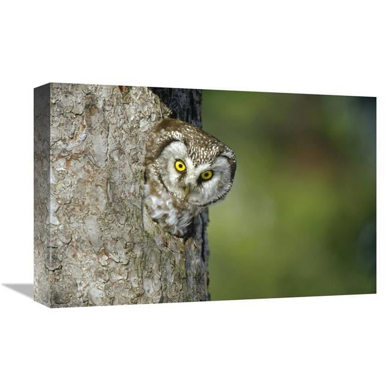 Global Gallery Boreal Owl Peaking Through Hole in Tree - Sweden Art ...