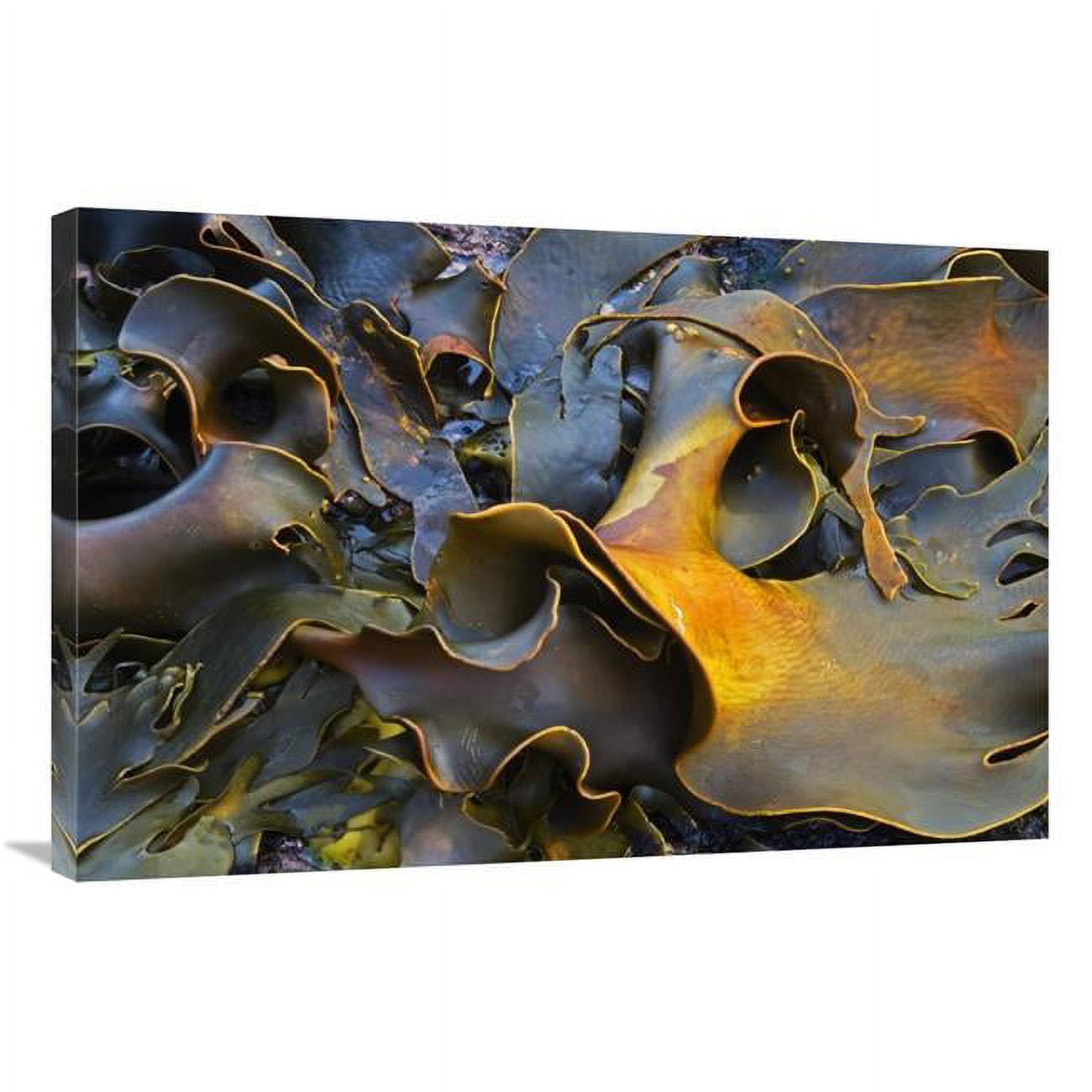 Global Gallery Bull Kelp Close-Up - Falkland Islands Art Print - Heike ...