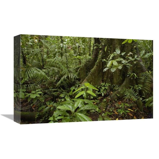 Global Gallery Buttress Roots Rainforest Vegetation - Yasuni National ...