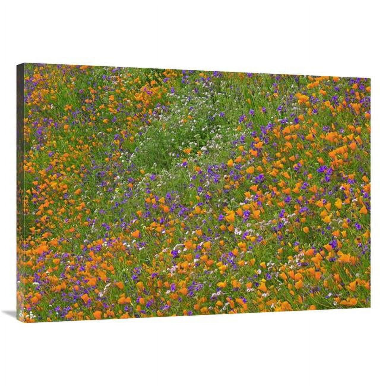 Global Gallery California Poppy & Desert Bluebell Carpeting A Spring ...