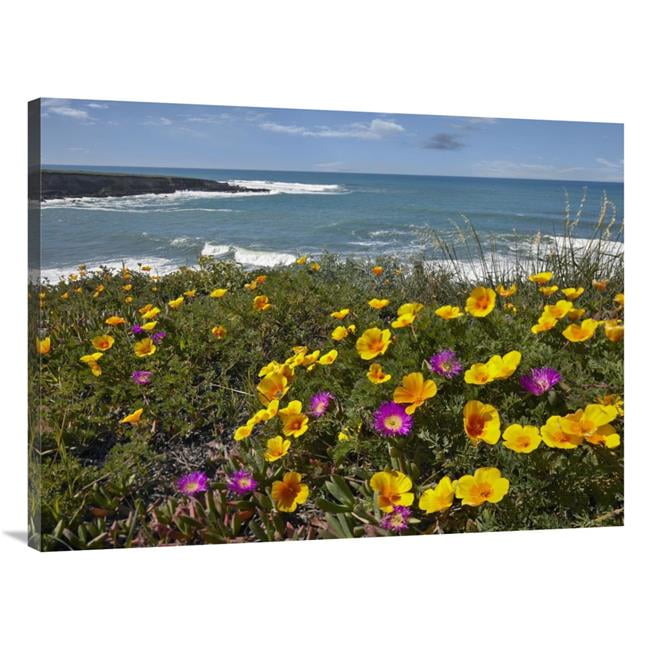 Global Gallery California Poppy & Iceplant - Montano De Oro State Park ...