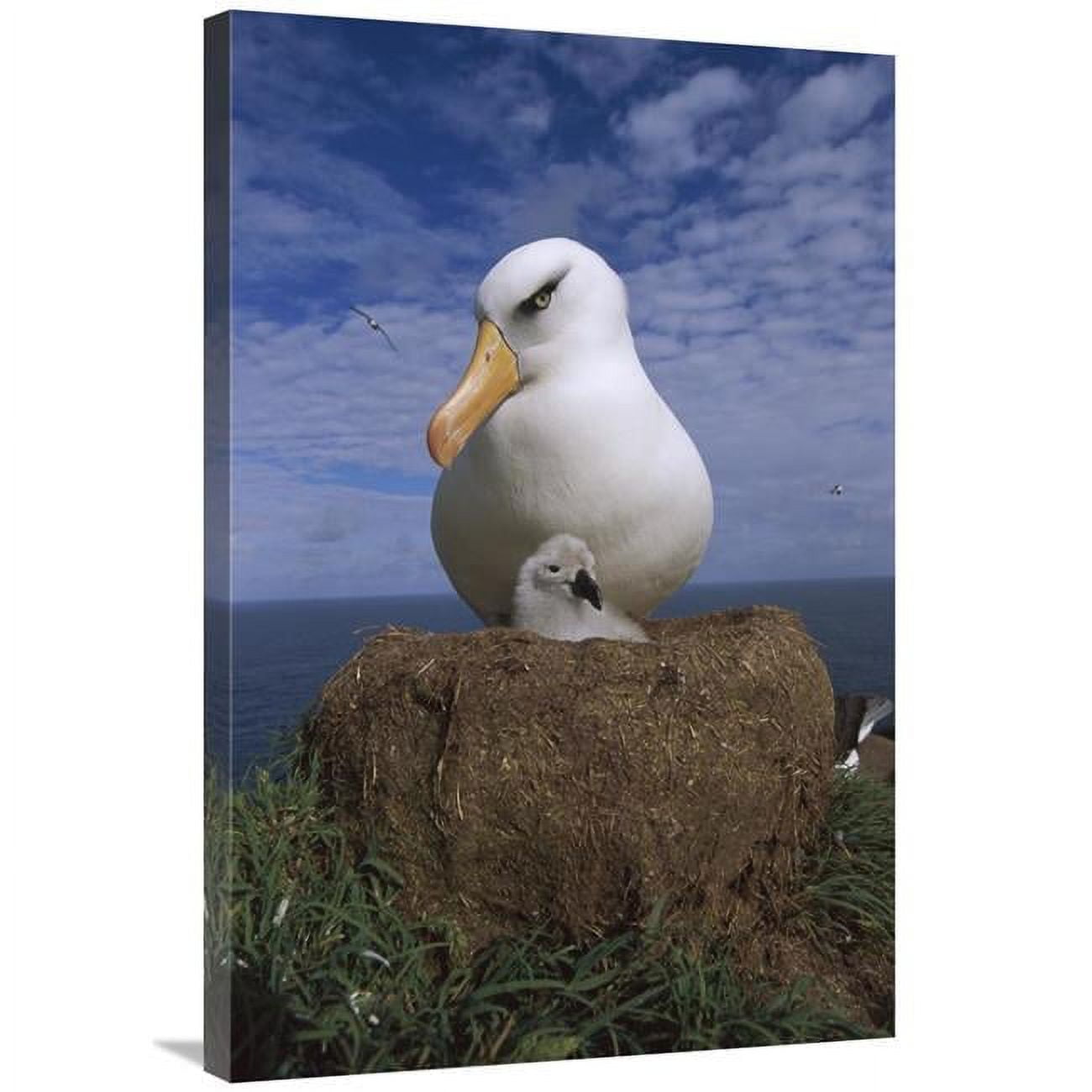 Global Gallery Campbell Albatross Parent Guarding Chick - Campbell ...