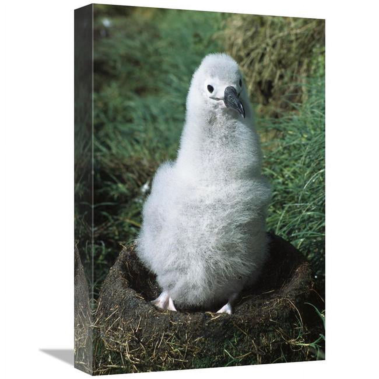 Global Gallery Campbell Albatross Portrait of Young Chick - Campbell ...