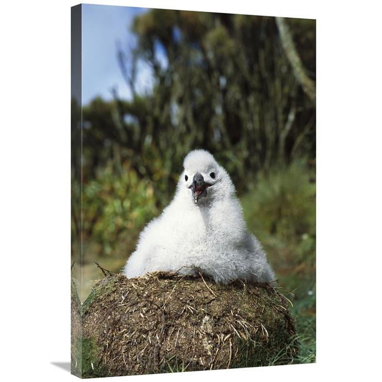 Global Gallery Campbell Albatross Two Month Old Chick on Nest ...