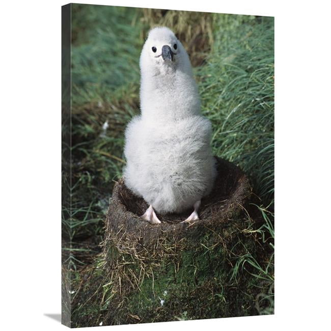 Global Gallery Campbell Albatross Two Month Old Chick on Nest ...