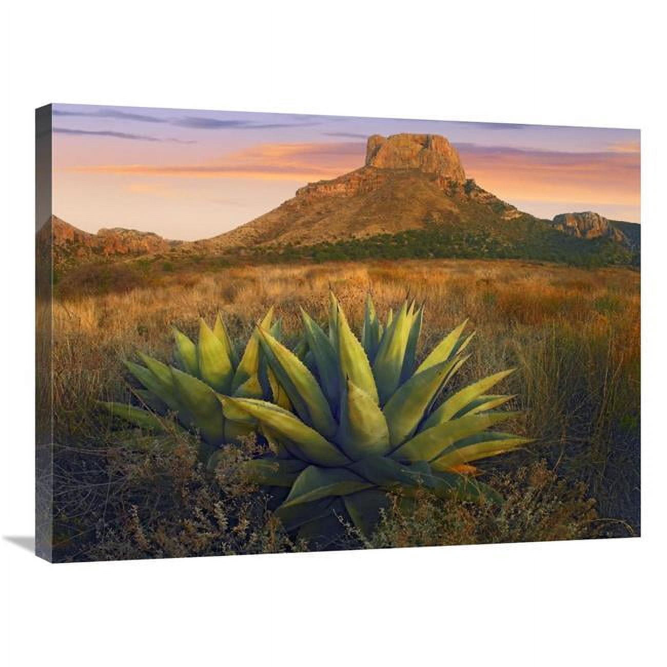 Global Gallery Casa Grande Butte with Agave in Foreground - Big Bend ...