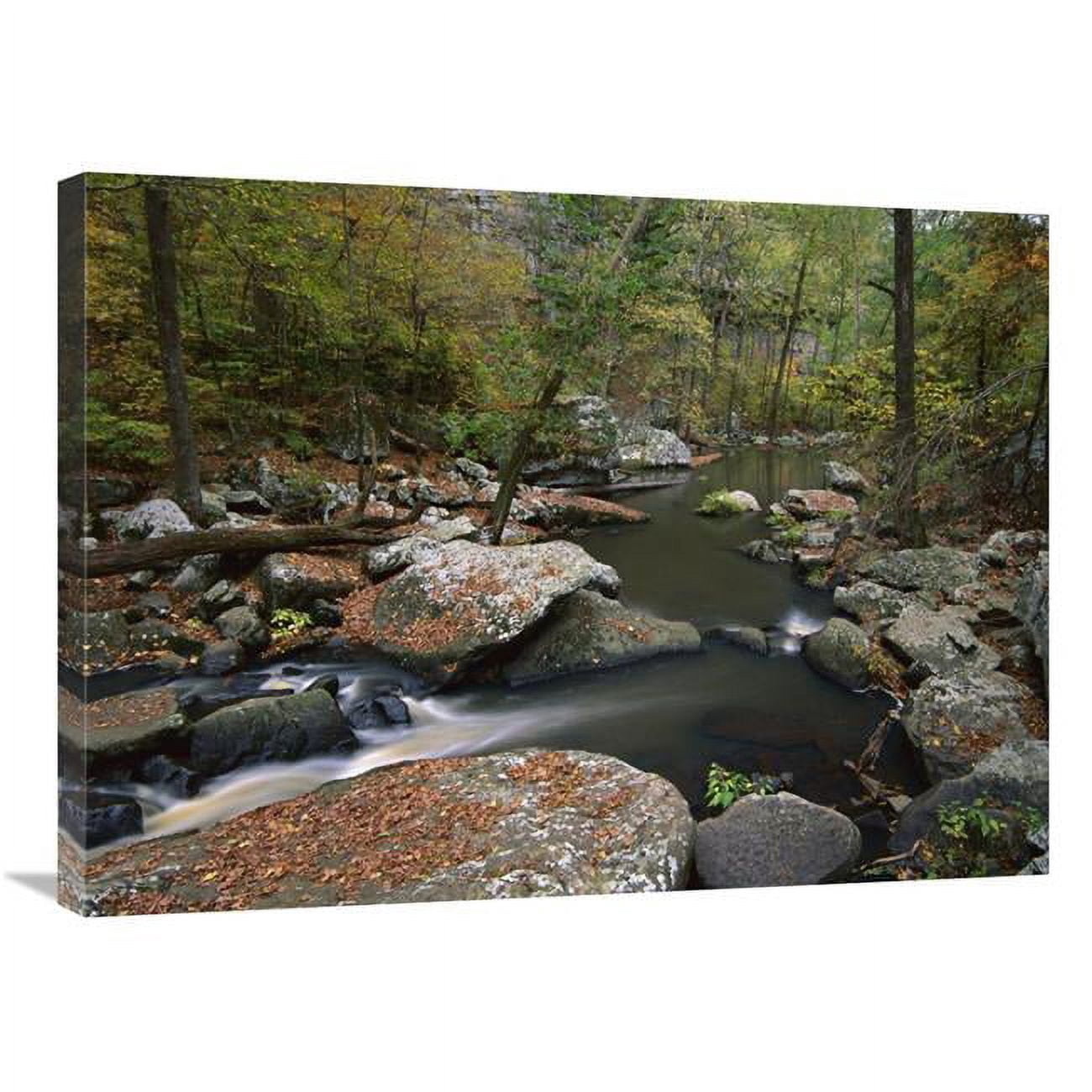 Global Gallery Cedar Creek Flowing Through Deciduous Forest - Petit ...