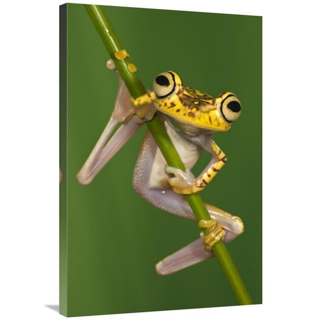 Global Gallery Chachi Tree Frog - Northwest Ecuador Art Print - Walmart.com