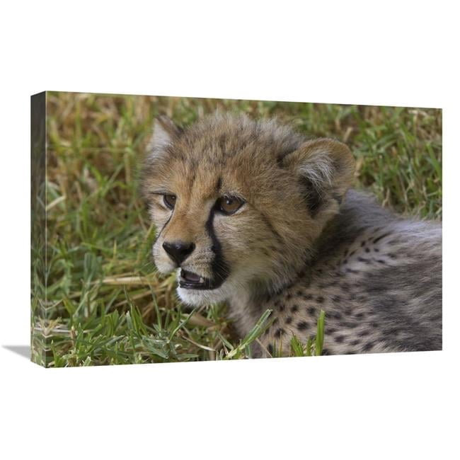 Global Gallery Cheetah Cub Portrait - Native to Africa Art Print - San ...
