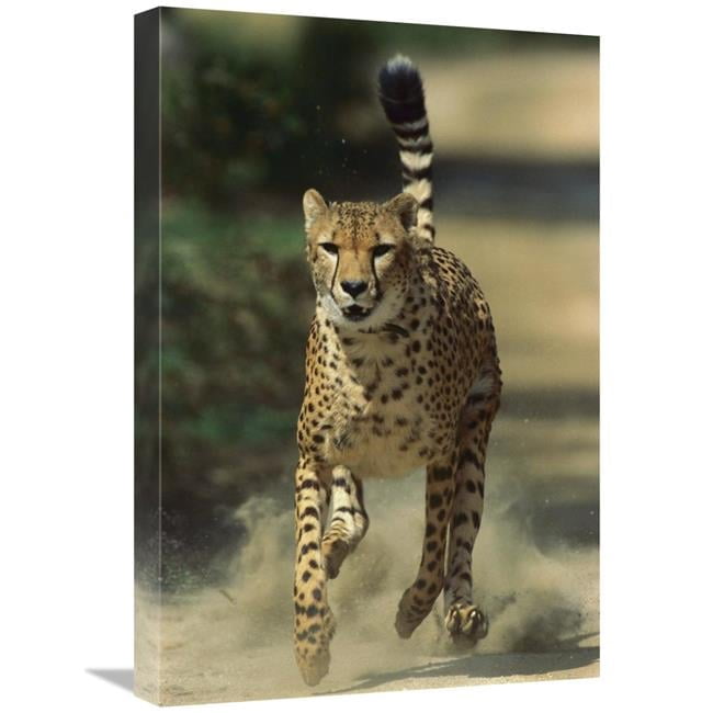 Global Gallery Cheetah Running - Native to Africa Art Print - San Diego ...