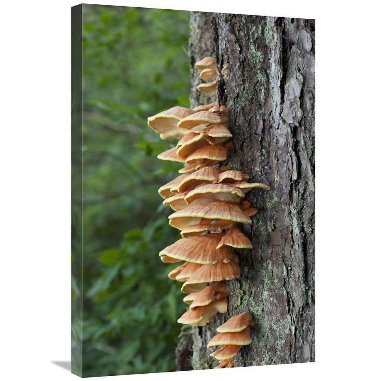 Global Gallery Chicken of the Woods Fungus Growing on Tree Trunk ...