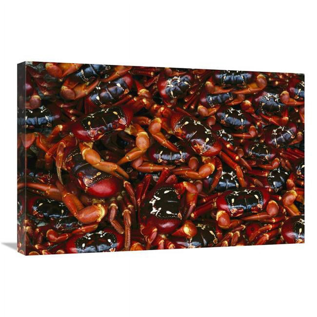 Global Gallery Christmas Island Red Crab Females - Christmas Island ...