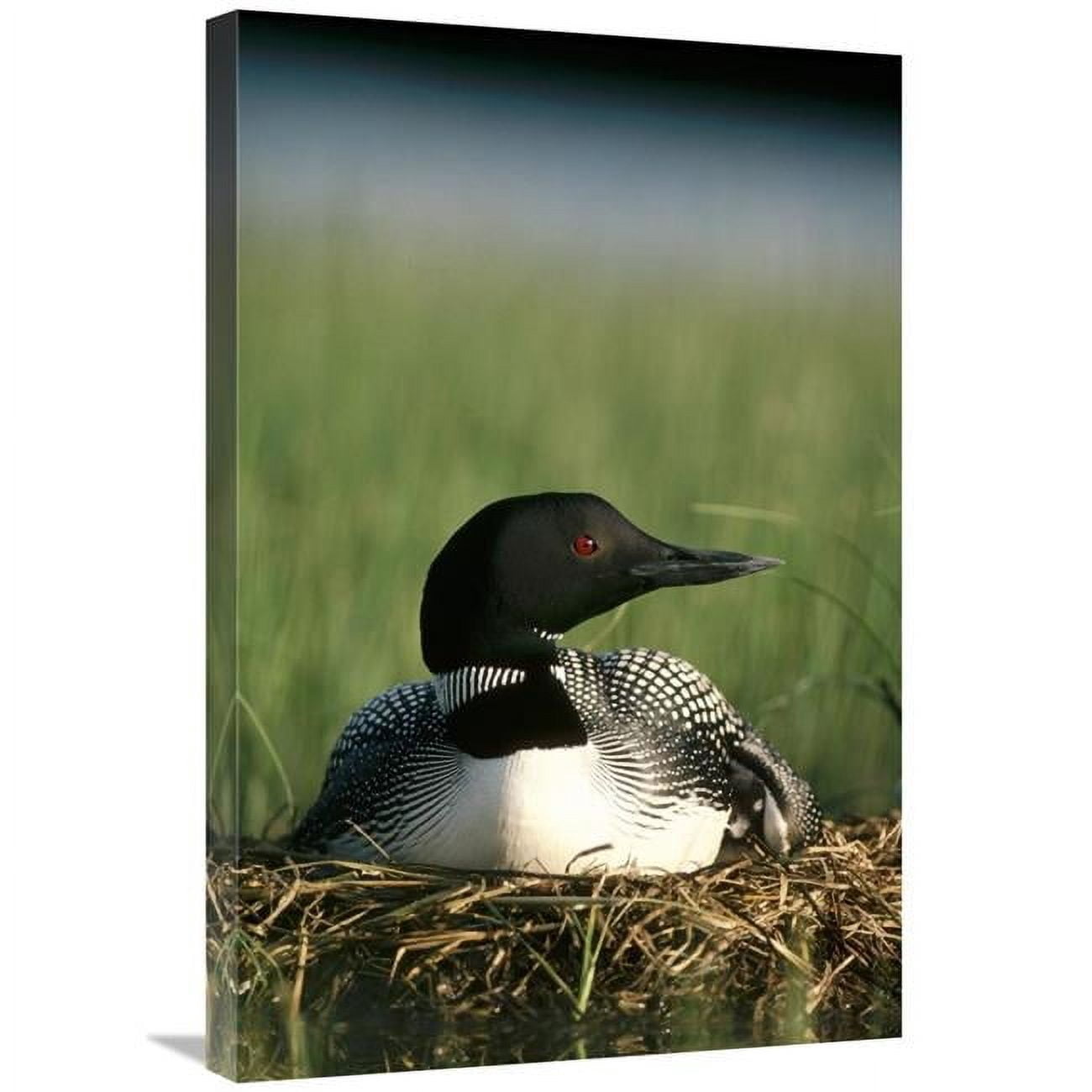 Global Gallery Common Loon on Nest with One-Day-Old Chick - Summer ...