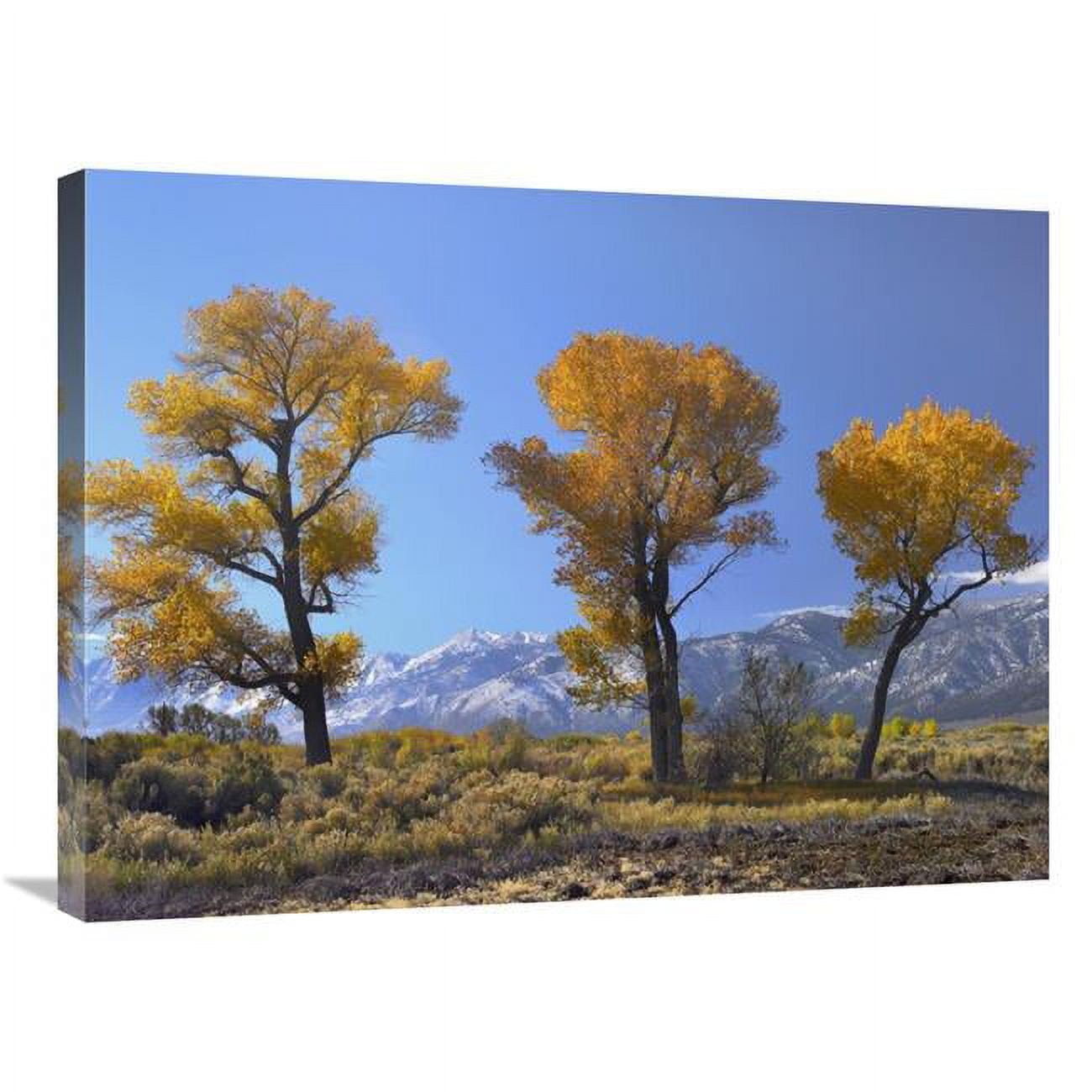 Global Gallery Cottonwood Trees - Fall Foliage - Carson Valley - Nevada ...