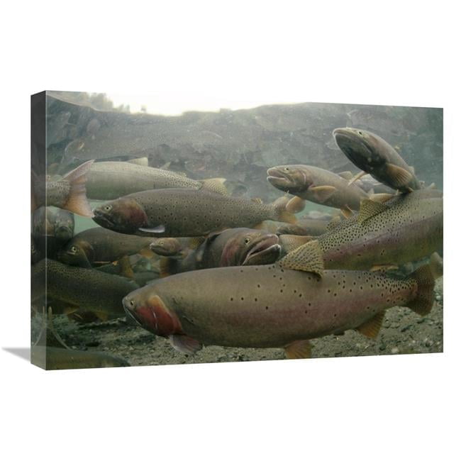 Global Gallery Cutthroat Trout Group in the Spring - Henrys Lake ...