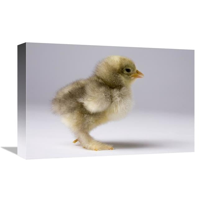 Global Gallery Domestic Chicken - Banty Morph - About One Week After ...