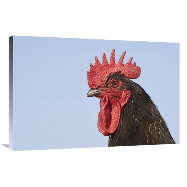 Global Gallery Domestic Chicken - Close-Up of Cockerel Head Art Print ...