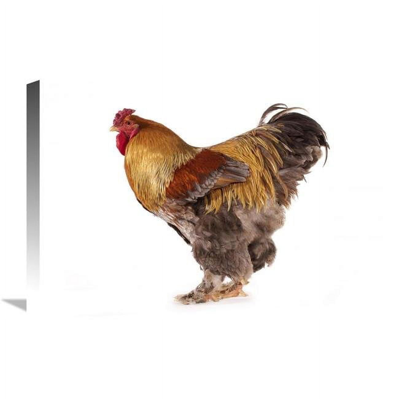 Global Gallery Domestic Chicken - Partridge Brahma - Cockerel ...