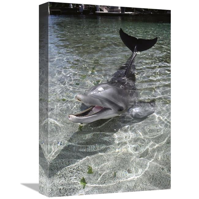 Global Gallery Dusky Dolphin Pair Surfacing - New Zealand Art Print ...