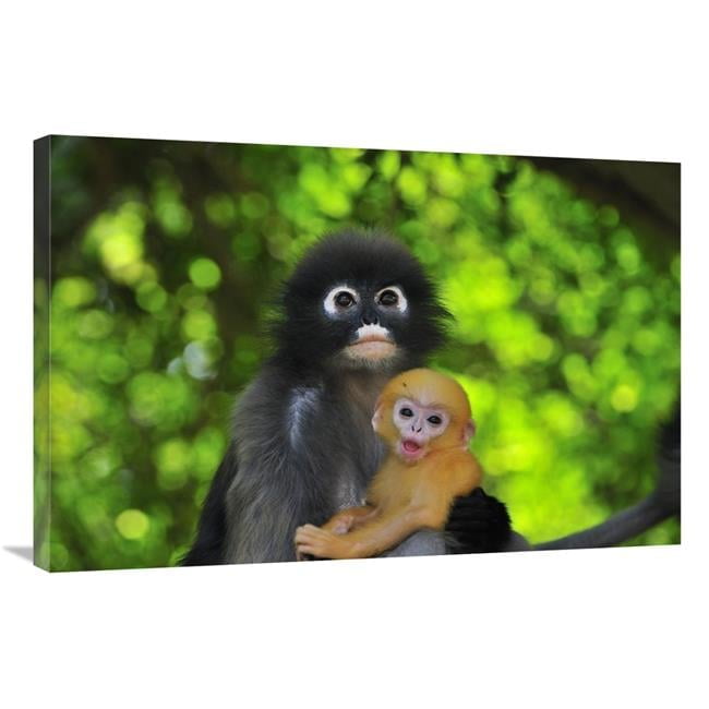 Global Gallery Dusky Leaf Monkey Mother with Baby - Khao Sam Roi Yot ...