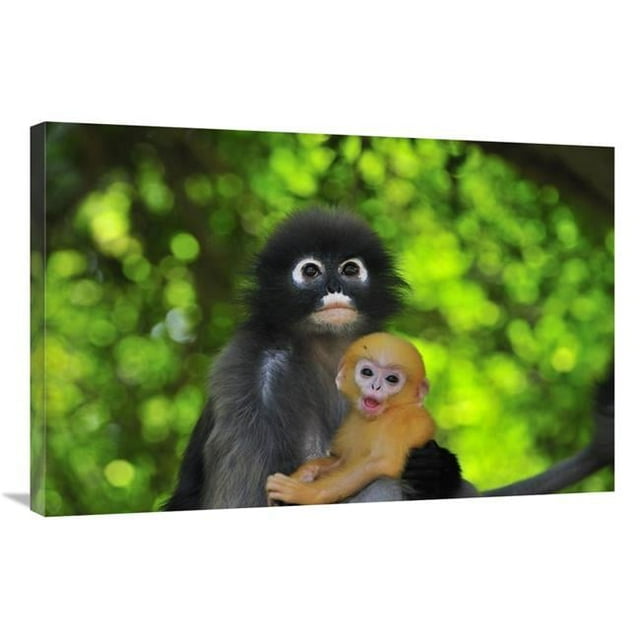 Global Gallery Dusky Leaf Monkey Mother with Baby - Khao Sam Roi Yot ...