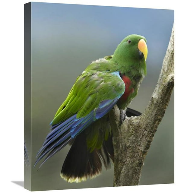 Global Gallery Eclectus Parrot Male - Jurong Bird Park - Singapore Art ...