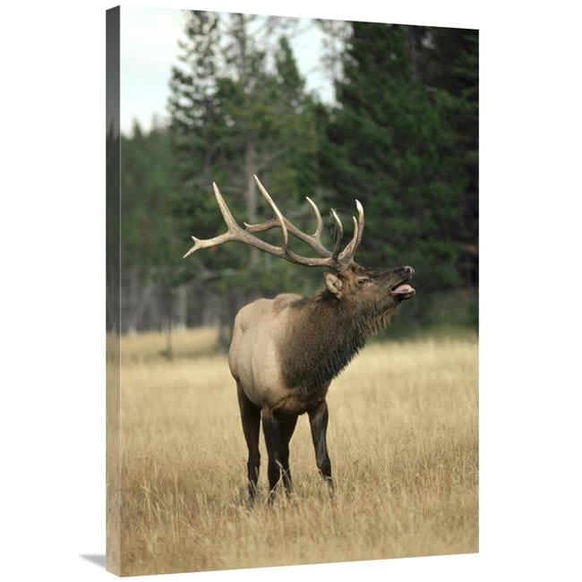 Global Gallery Elk Male Bugling During Rut - Autumn - Yellowstone ...