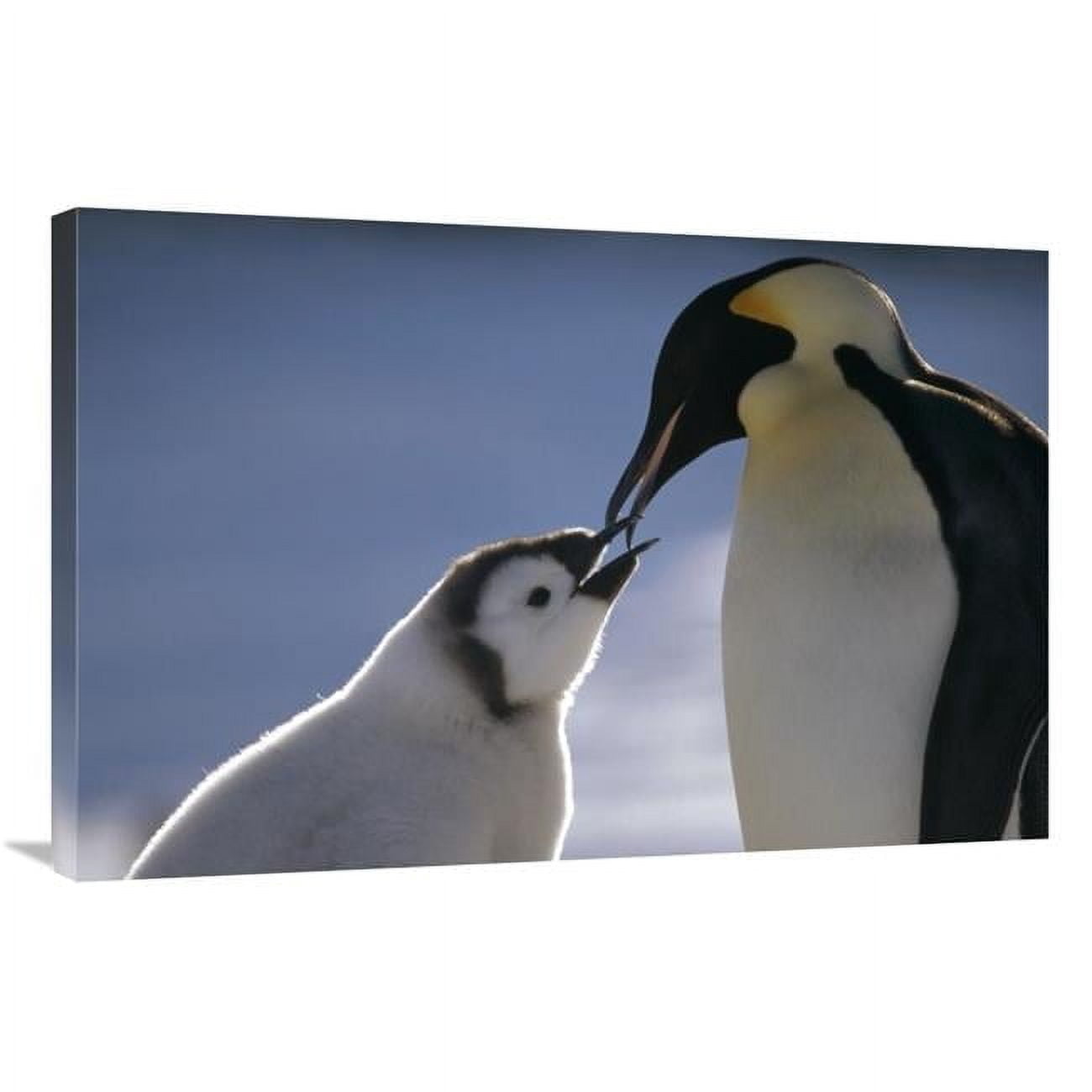 Global Gallery Emperor Penguin Parent Feeding Chick - Riiser-Larsen Ice ...