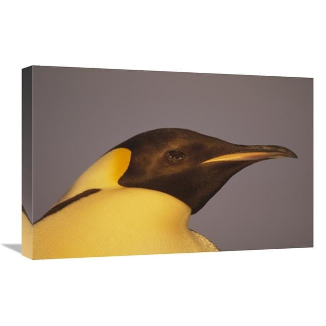 Global Gallery Emperor Penguin Portrait - Atka Bay - Weddell Sea ...