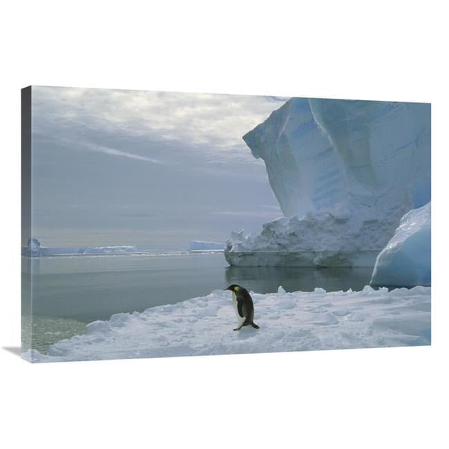 Global Gallery Emperor Penguin Walking Across Ice - Ekstrom Ice Shelf ...