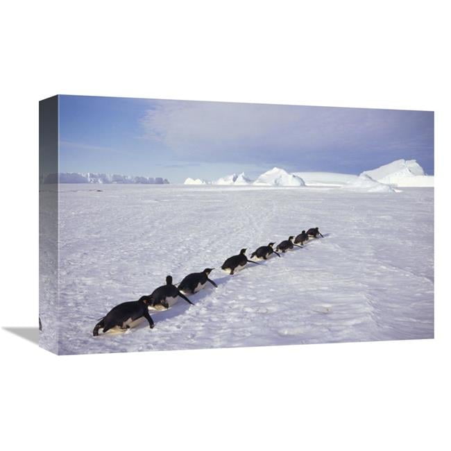 Global Gallery Emperor Penguins Tobogganing to Rookery - Edward VIii ...