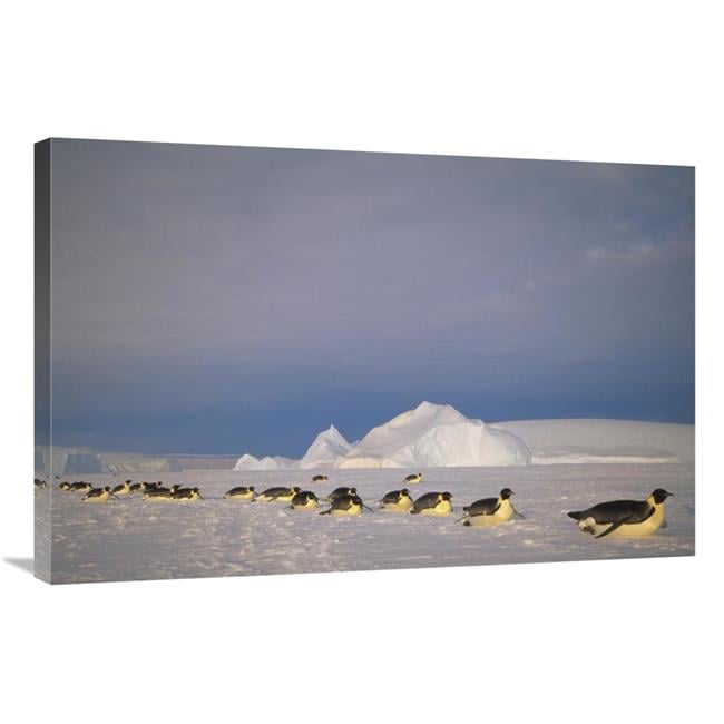 Global Gallery Emperor Penguins Tobogganing to Rookery - Edward VIii ...