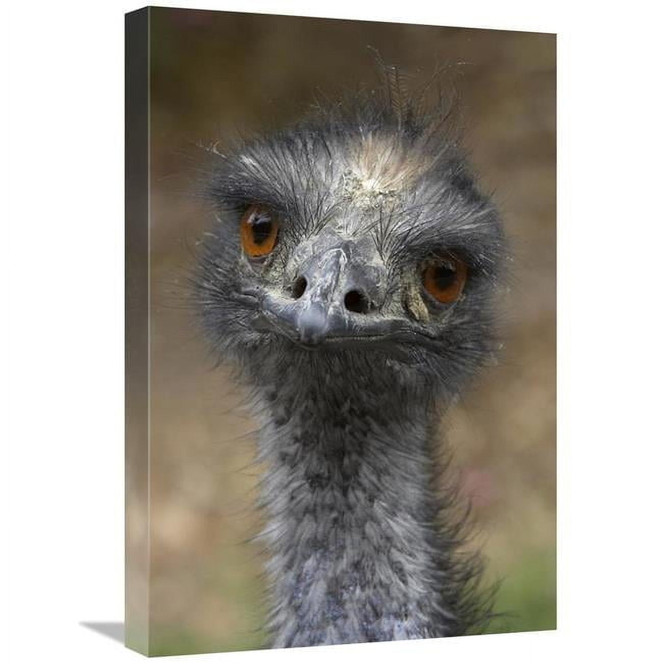 Global Gallery Emu Portrait - Native to Australia Art Print - San Diego ...